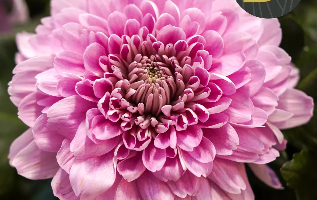 Chrysanthemum Kalimba - Verband Deutscher Garten-Center e.V.